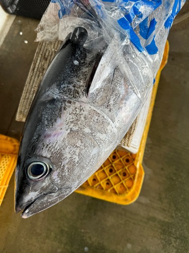 ヨコワ1入約5.3kg(定置) | UUUO(ウーオ)