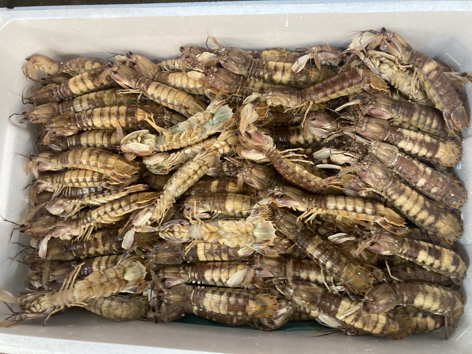 シャコ120入約5kg(沿岸) | UUUO(ウーオ)