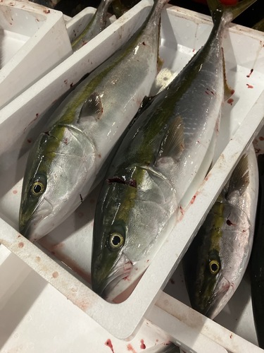 活〆ハマチ2入約7.5kg(定置) | UUUO(ウーオ)