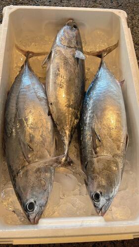 イモガツオ3入約5.4kg(定置) | UUUO(ウーオ)