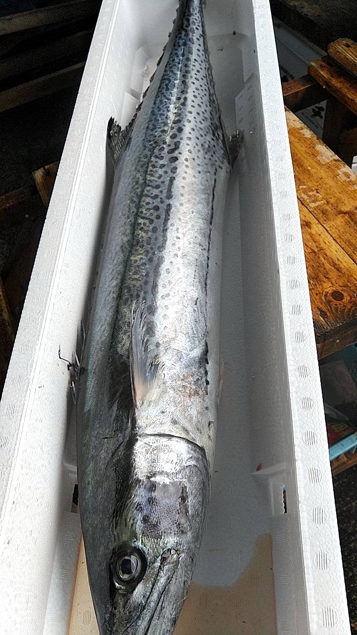 サワラちょい痩せ気味脂質6%1入約5.1kg(定置) | UUUO(ウーオ)