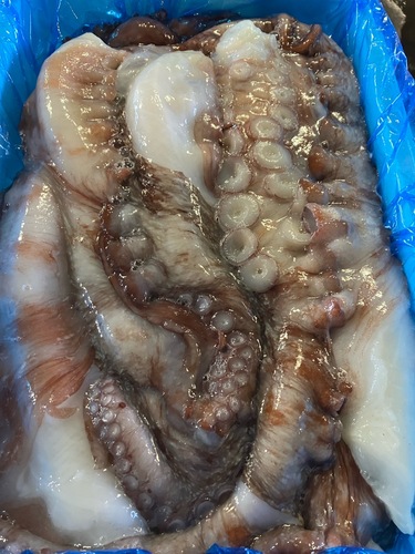 活〆タコ足8入 / 10kg前後 / 8入約12kg(カゴ) | UUUO(ウーオ)