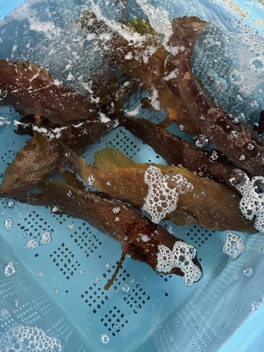 活キジハタ4入約4.6kg(釣) | UUUO(ウーオ)