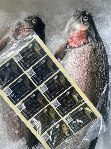 活〆サーモン2入約6kg(養殖) | UUUO(ウーオ)