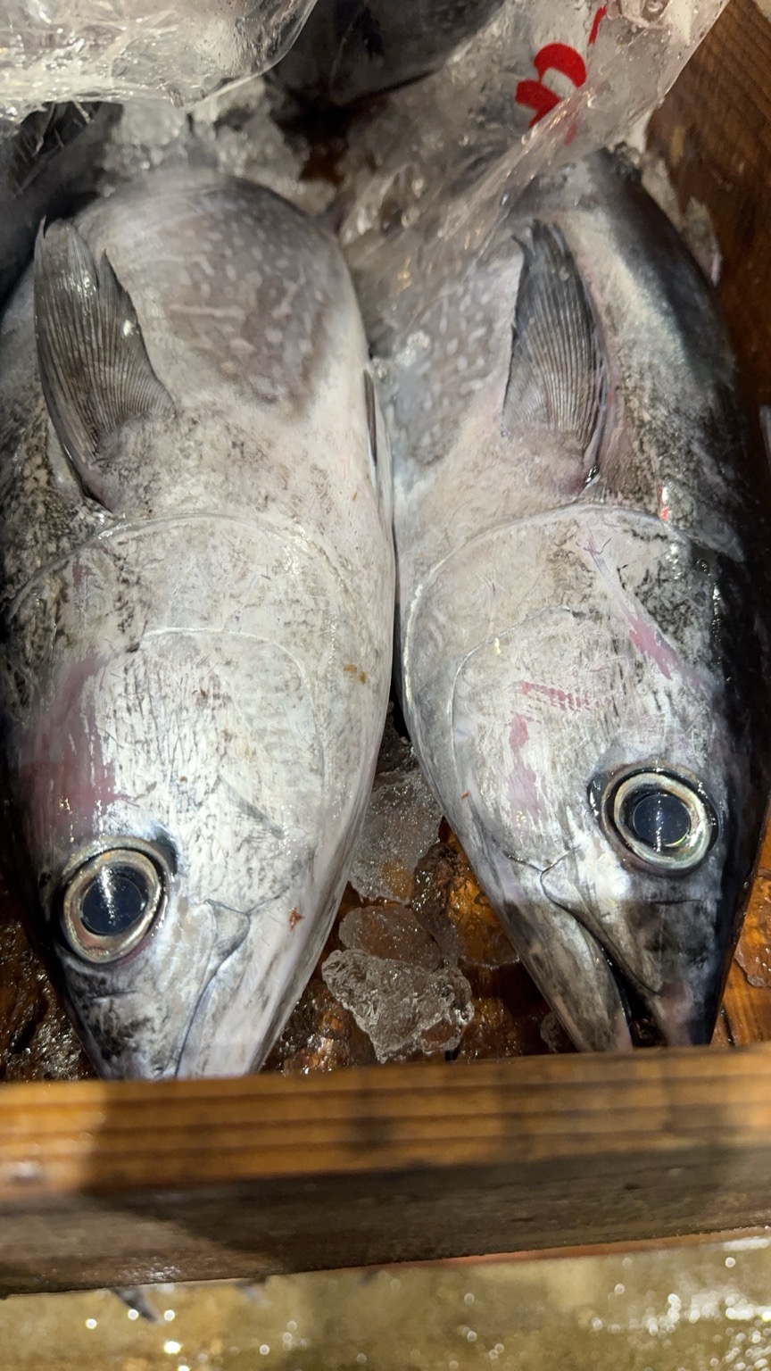 コシナガマグロ3入約7kg(定置) | UUUO(ウーオ)