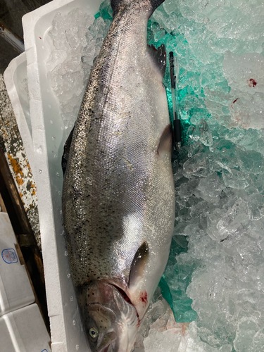 サーモン | UUUO(ウーオ)