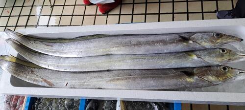 神経〆タチウオ中3入約3.3kg(定置) | UUUO(ウーオ)