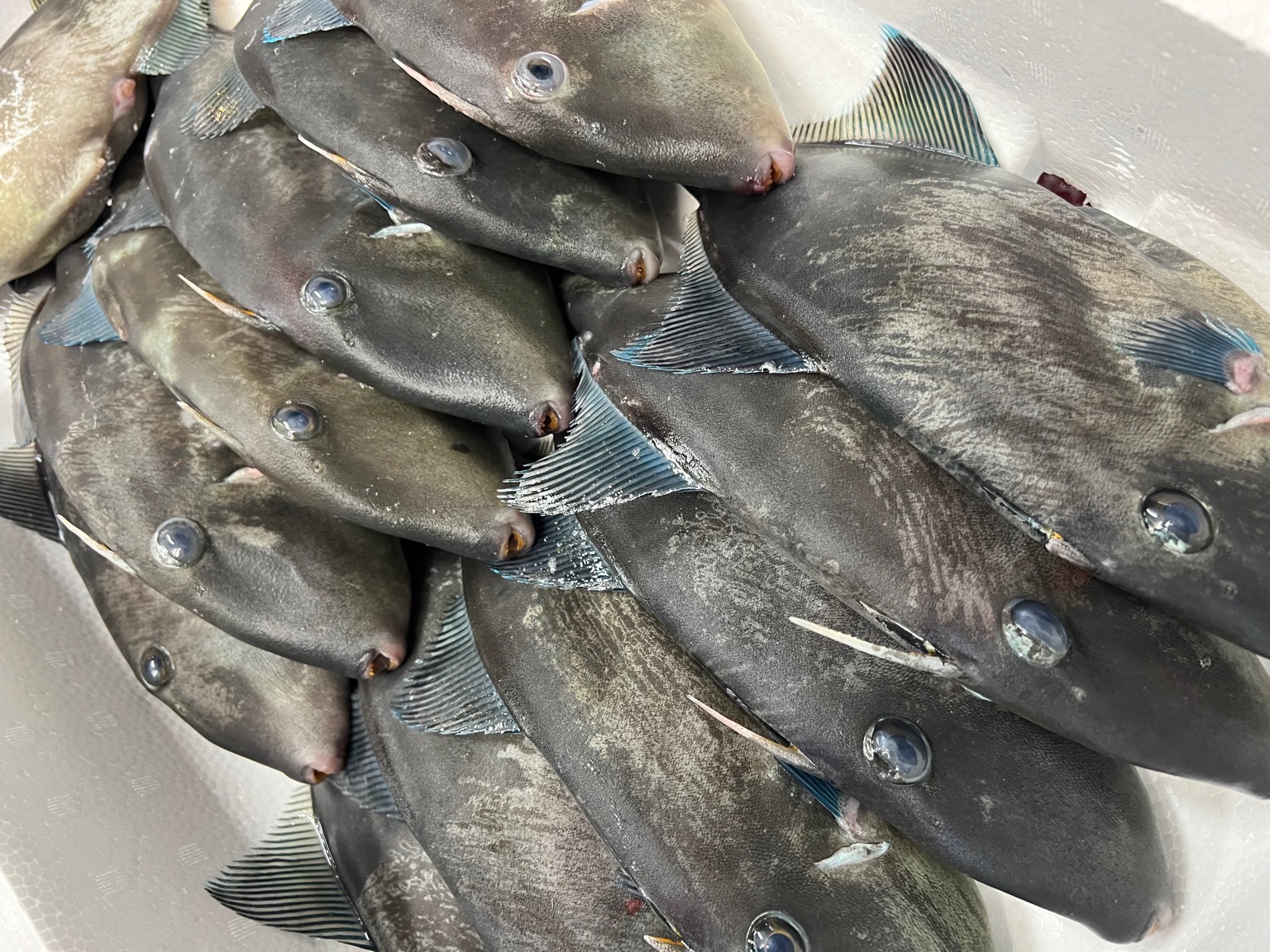 ウマヅラハギ15尾前後15入約6kg(底曳) | UUUO(ウーオ)