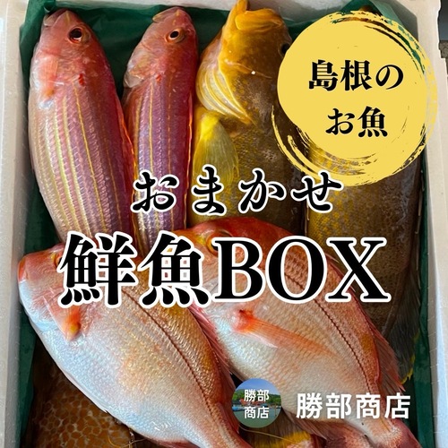 鮮魚BOX | UUUO(ウーオ)