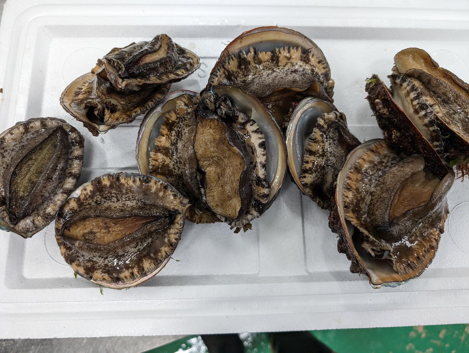 活アカアワビ6入約2.8kg(沿岸) | UUUO(ウーオ)