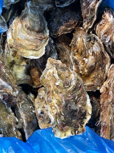 活カキMサイズ/150-160g50入約7.5kg(養殖) | UUUO(ウーオ)