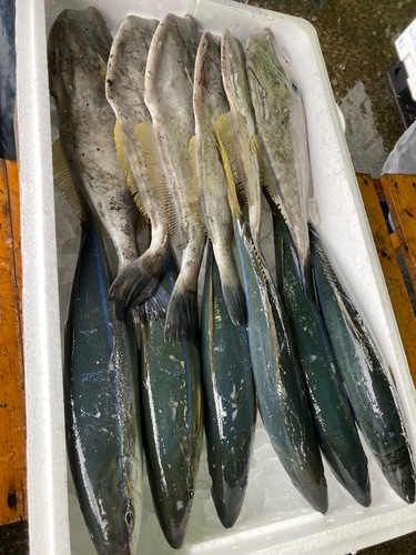 鮮魚BOX約5.4kg(定置) | UUUO(ウーオ)