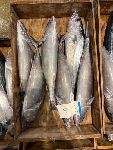 ハガツオ1.4〜1.6kg6入約9kg(定置) | UUUO(ウーオ)