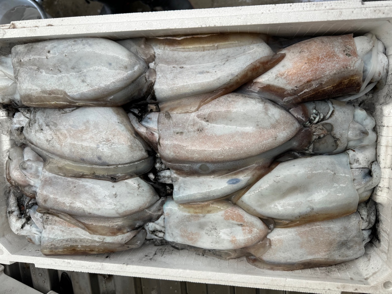 モンゴウイカ(定置) | UUUO(ウーオ)