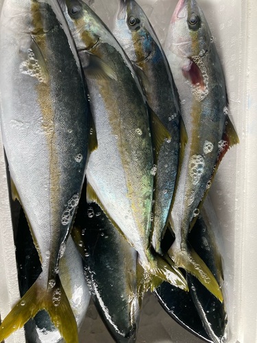 ヒラマサ8入約7kg(定置) | UUUO(ウーオ)