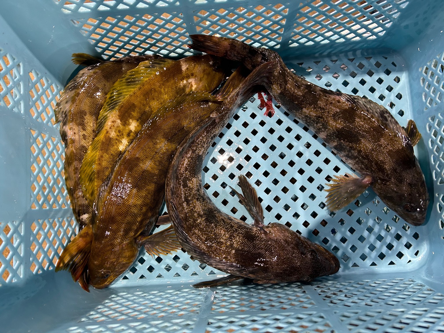 アイナメ約700g-1キロ物7入約6.5kg(沿岸) | UUUO(ウーオ)