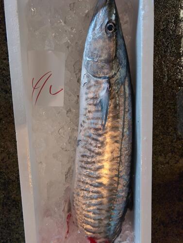 活〆ヨコシマサワラ1入約4kg(定置) | UUUO(ウーオ)