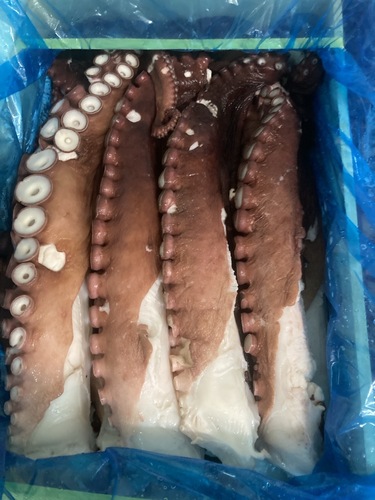 ミズダコ9-11本真大約10kg | UUUO(ウーオ)