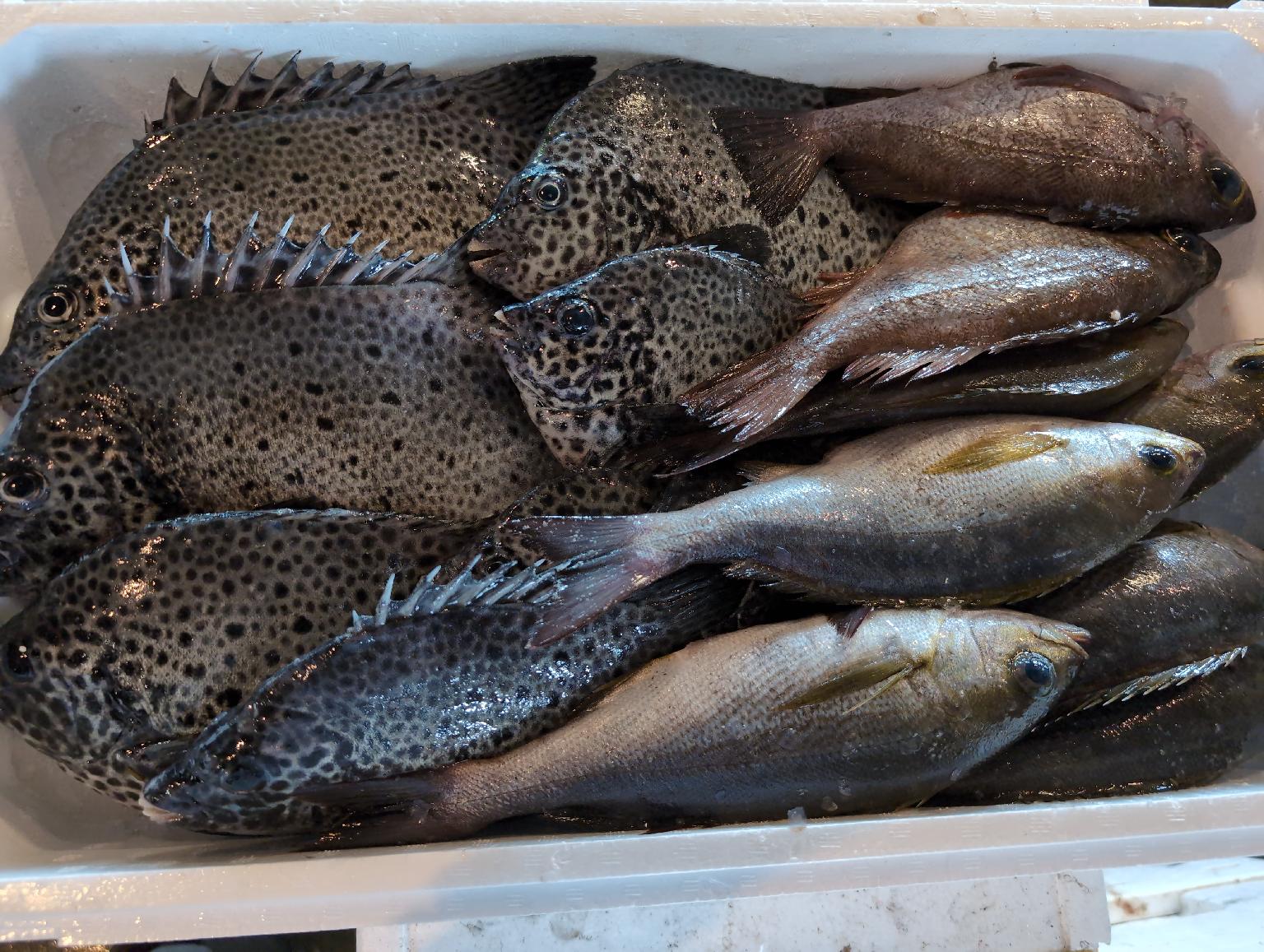 鮮魚BOX16入約6kg(定置) | UUUO(ウーオ)