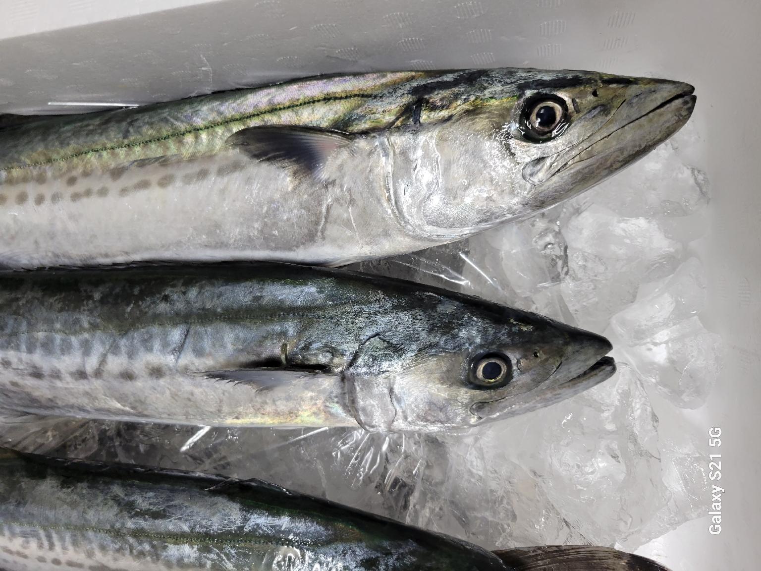 活〆サゴシ0.88～1.06キロ3入約2.9kg | UUUO(ウーオ)