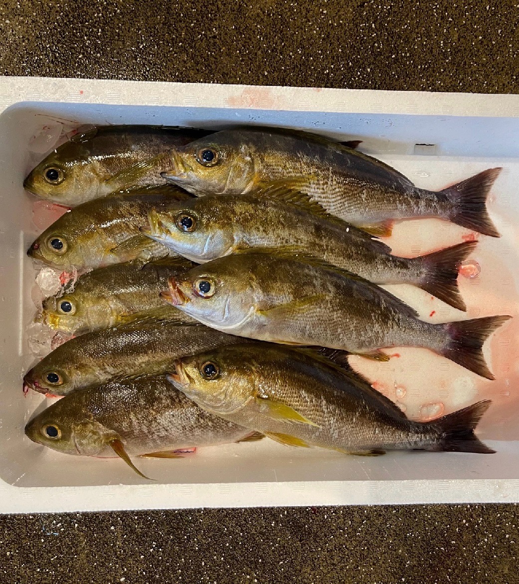 イサキ8/12尾5/6k約5kg(定置) | UUUO(ウーオ)