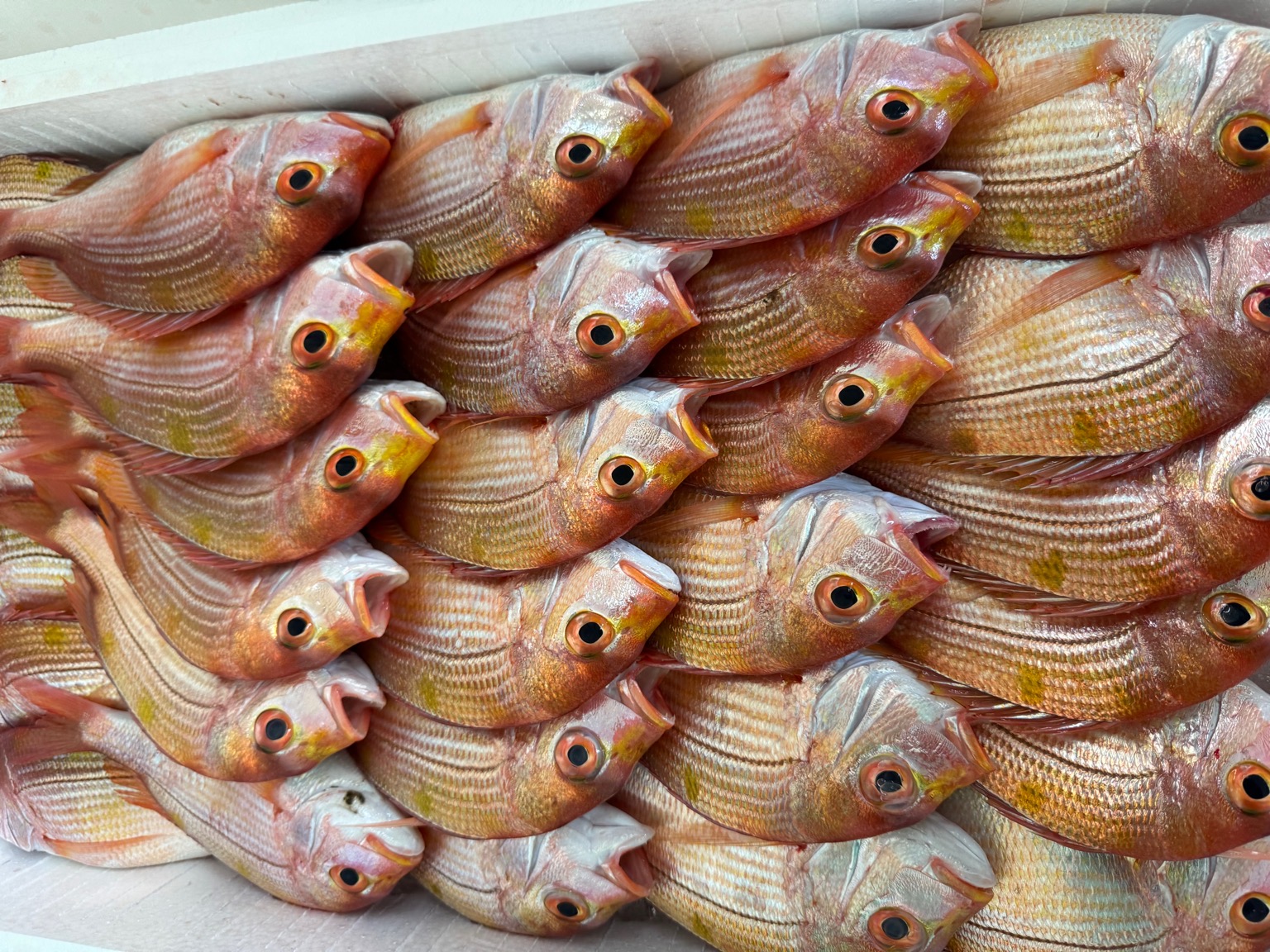 レンコダイ9から13入り10入約3kg(釣) | UUUO(ウーオ)