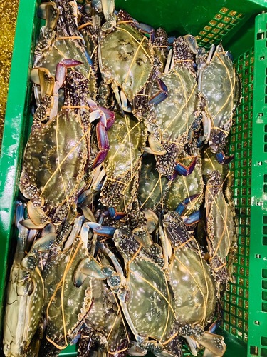 活ワタリガニ約6.8kg(カゴ) | UUUO(ウーオ)