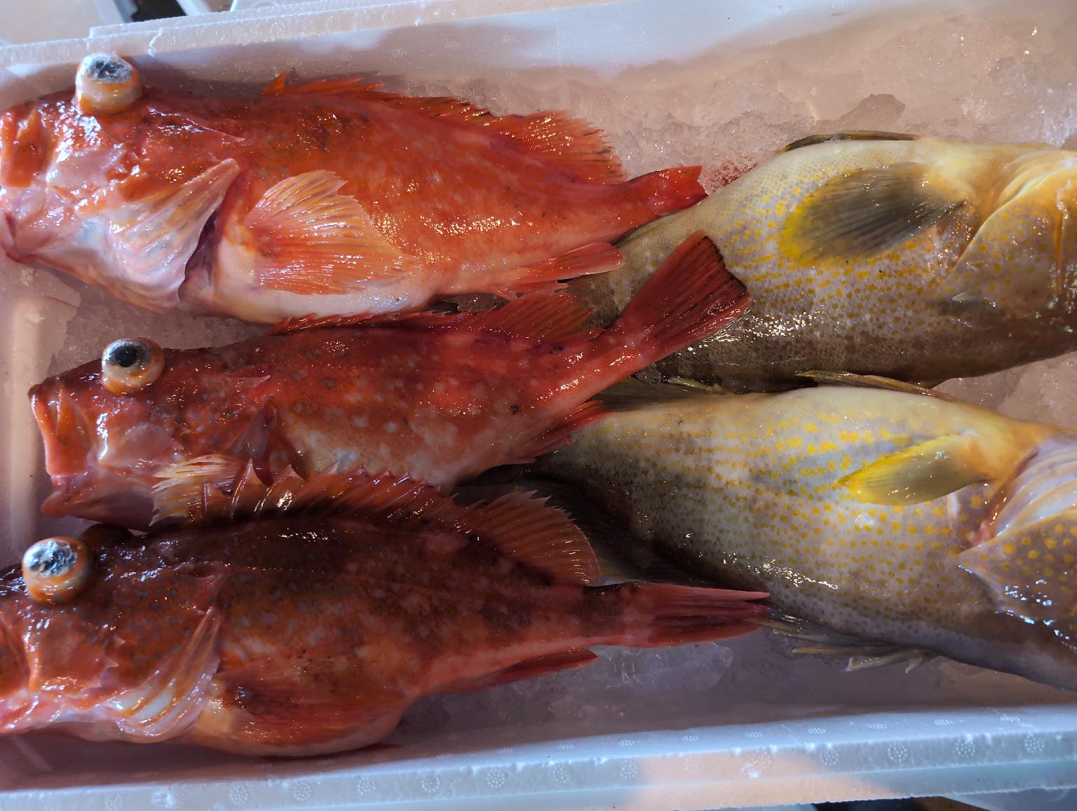 鮮魚BOX5入約3.9kg(釣) | UUUO(ウーオ)