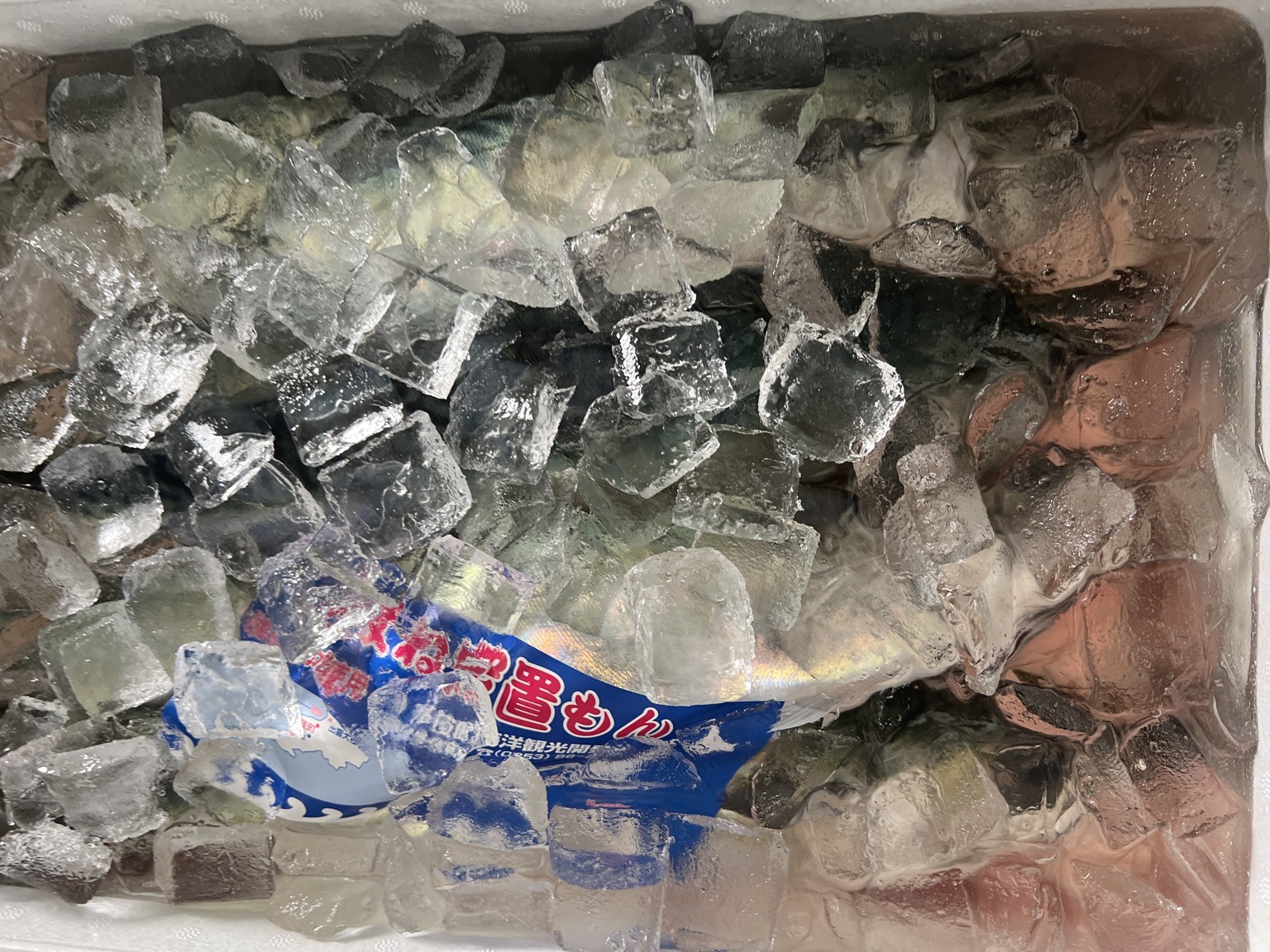 マサバ(定置) | UUUO(ウーオ)