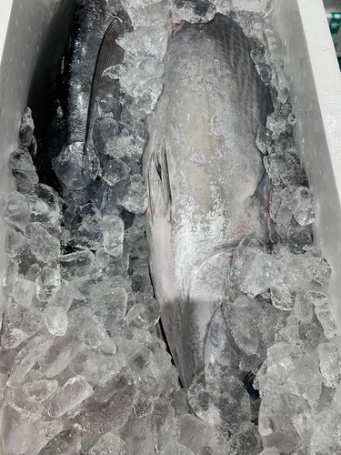 ビンチョウマグロとろびんちょう2入れ1入約12.5kg(延縄) | UUUO(ウーオ)