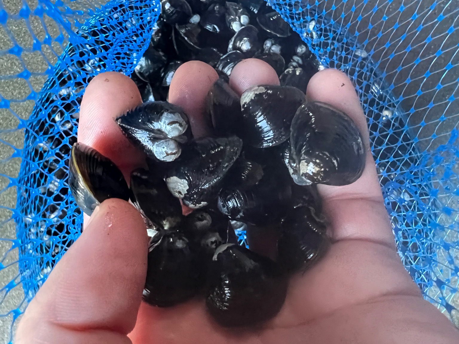 シジミ | UUUO(ウーオ)