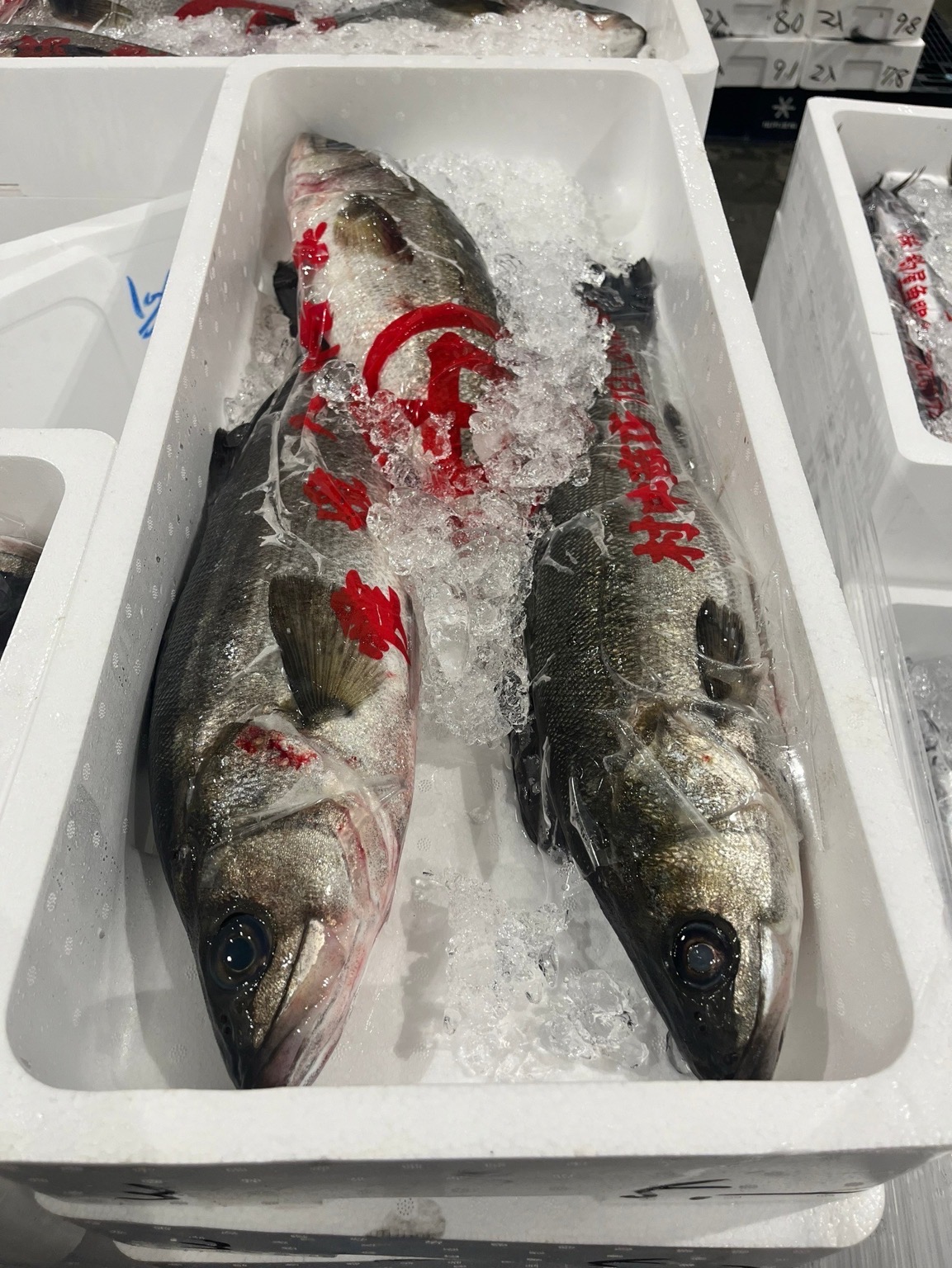 スズキ2/4尾4/5k約4kg(定置) | UUUO(ウーオ)