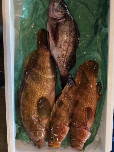 キジハタ5入約4.6kg(釣) | UUUO(ウーオ)