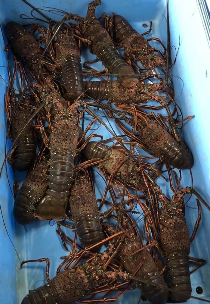 イセエビ足折れツノ折れ有り。約150〜300g前後6入約1.4kg | UUUO(ウーオ)