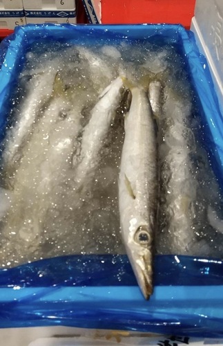 カマス約22尾約5kg(定置) | UUUO(ウーオ)