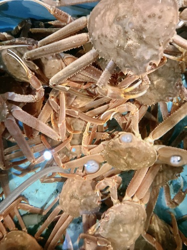 オオズワイガニ足折れなど12入約4.5kg(沿岸) | UUUO(ウーオ)