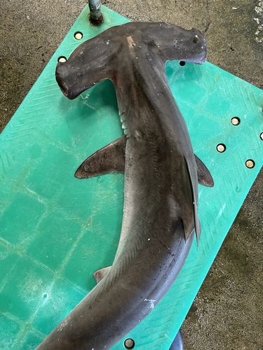 アカシュモクザメ1入約10.5kg(定置) | UUUO(ウーオ)