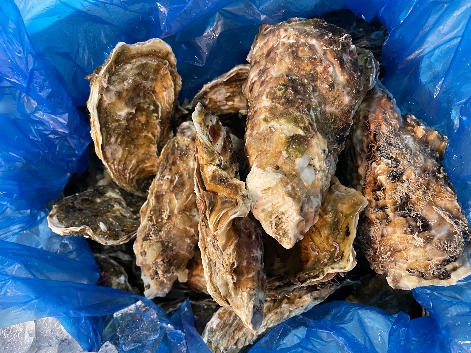 活カキMサイズ/150-160g50入約7.5kg(養殖) | UUUO(ウーオ)