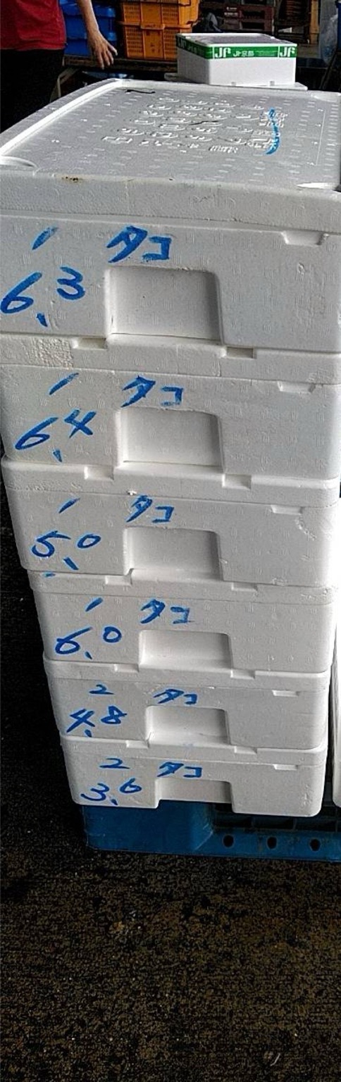水ダコ1-2入4.8-6k約4kg(カゴ) | UUUO(ウーオ)