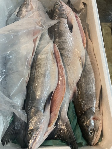 サケ（時不知）4入約6.2kg | UUUO(ウーオ)