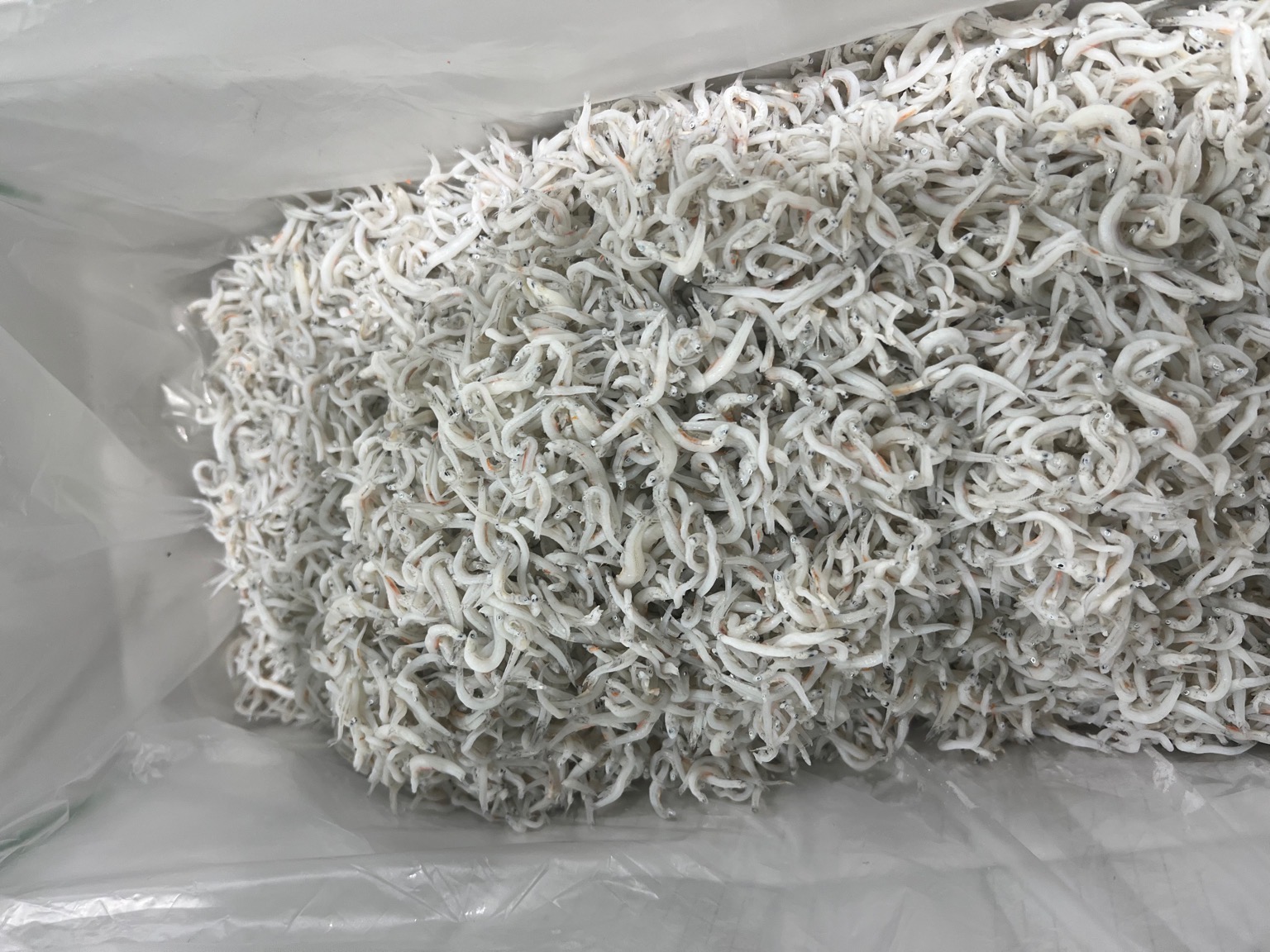 シラス約12kg | UUUO(ウーオ)