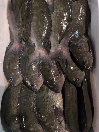 活〆メジナ14入約5.5kg(定置) | UUUO(ウーオ)