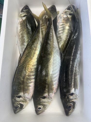神経〆オニアジ7〜9入8入約5kg(釣) | UUUO(ウーオ)