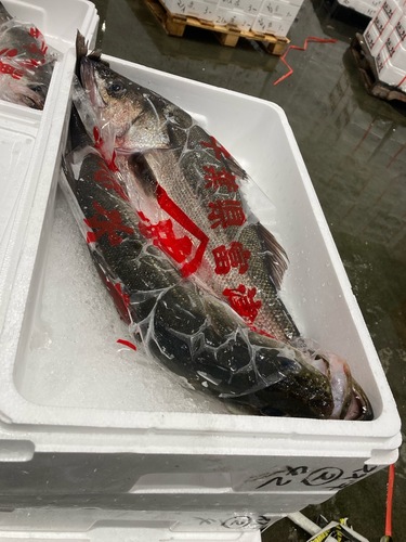 スズキ2入約4kg | UUUO(ウーオ)