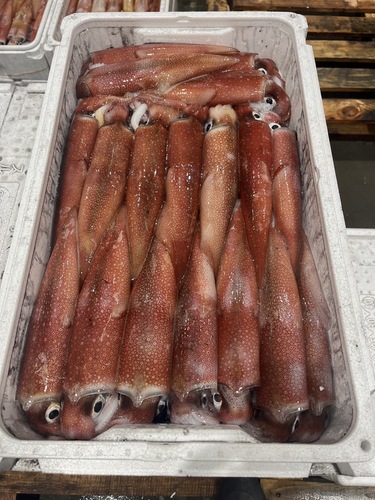 ケンサキイカ2段半18入約4kg(釣) | UUUO(ウーオ)