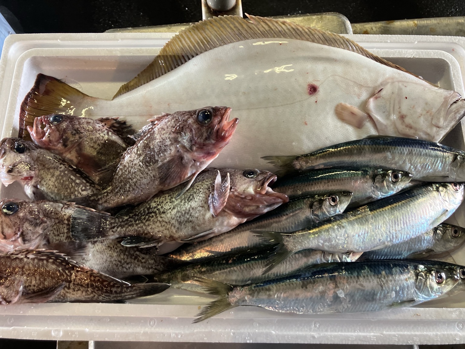 鮮魚BOX約4kg(沿岸) | UUUO(ウーオ)