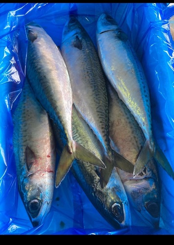 活〆マサバ(定置) | UUUO(ウーオ)