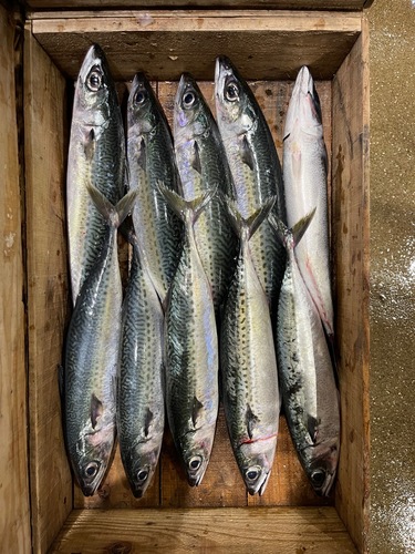 ゴマサバ600g〜700g8入約5kg(定置) | UUUO(ウーオ)