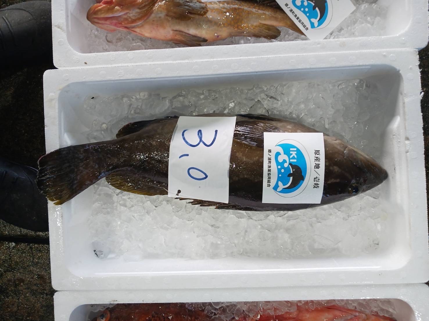 活〆クエ2.9/3.0k1入約2.9kg(沿岸) | UUUO(ウーオ)