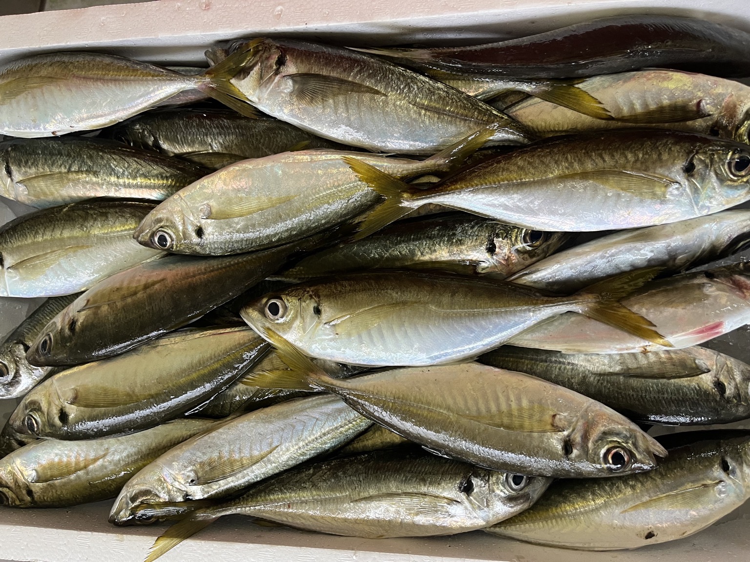 マアジ約7kg(沿岸) | UUUO(ウーオ)